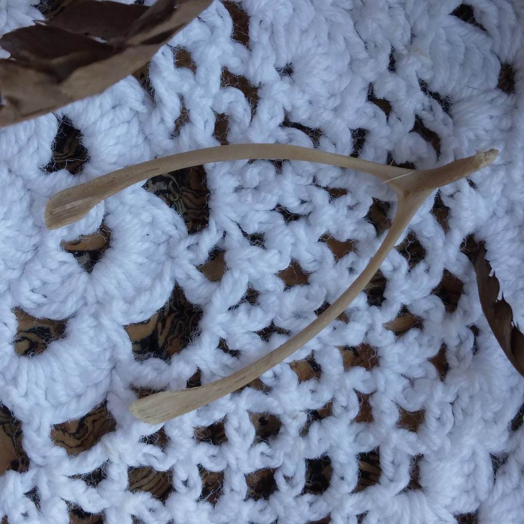 Deathtaxusa 868 Real Animal Domestic Chick Chicken Wishbone Furcula ...