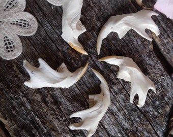 Muskrat Mandibles - Etsy