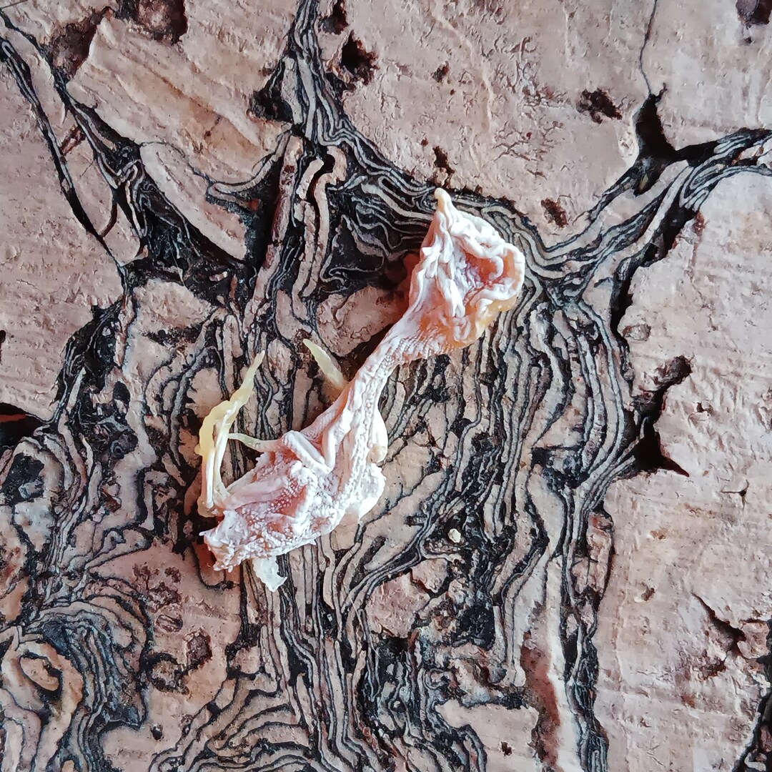 Deathtaxusa 3227 Real Animal Mummified Dried Domestic Chicken Embryo ...