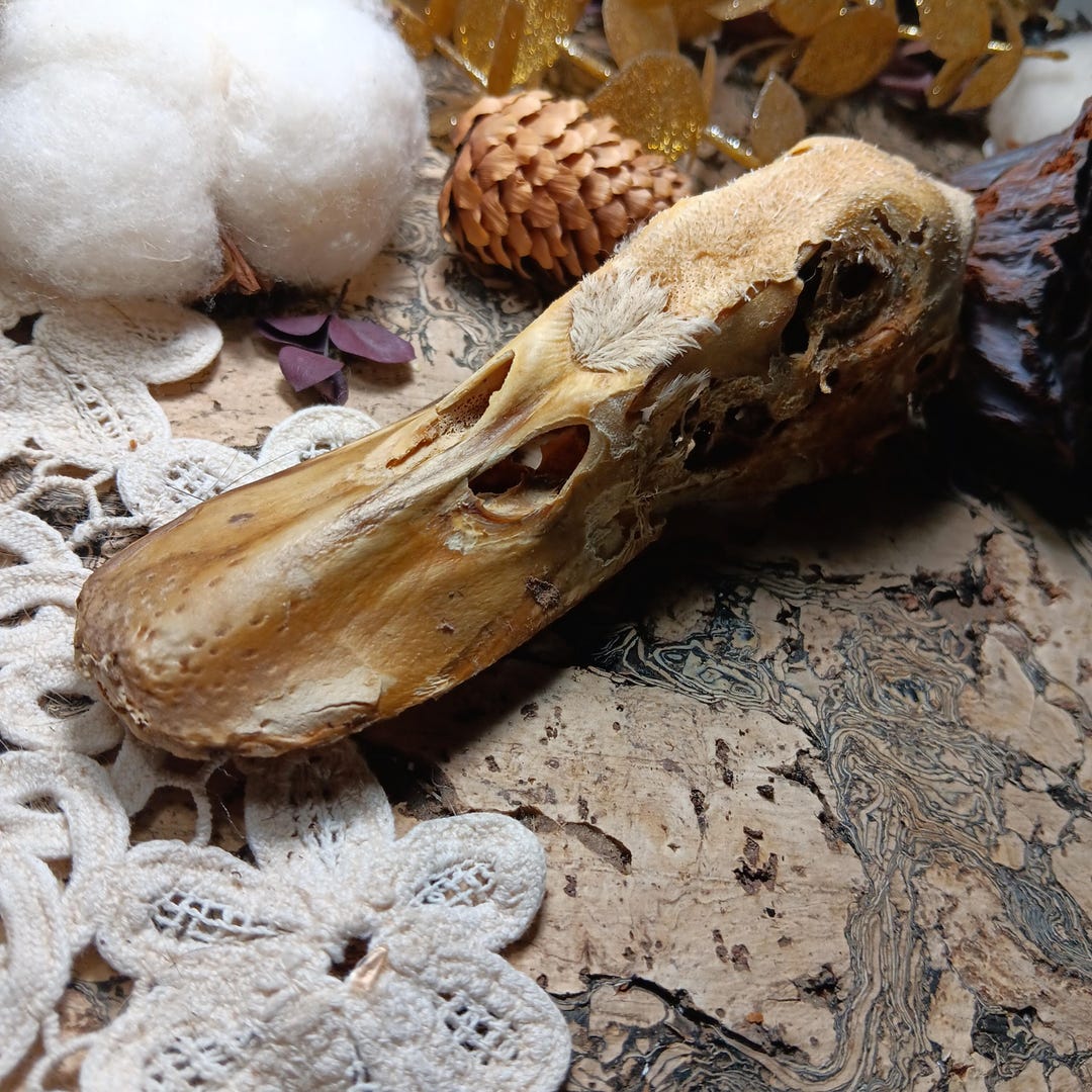 Deathtaxusa • #4 - Real Mummified Bird Domestic Pekin Duck Skull Skulls ...