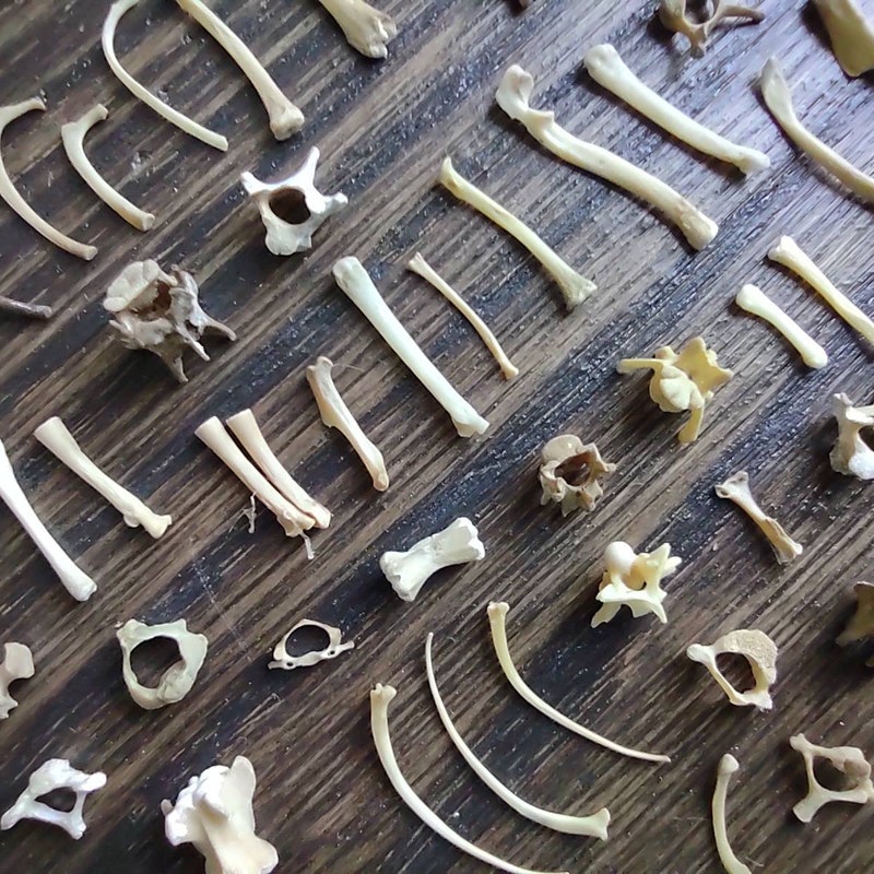 Animal Bones - Etsy