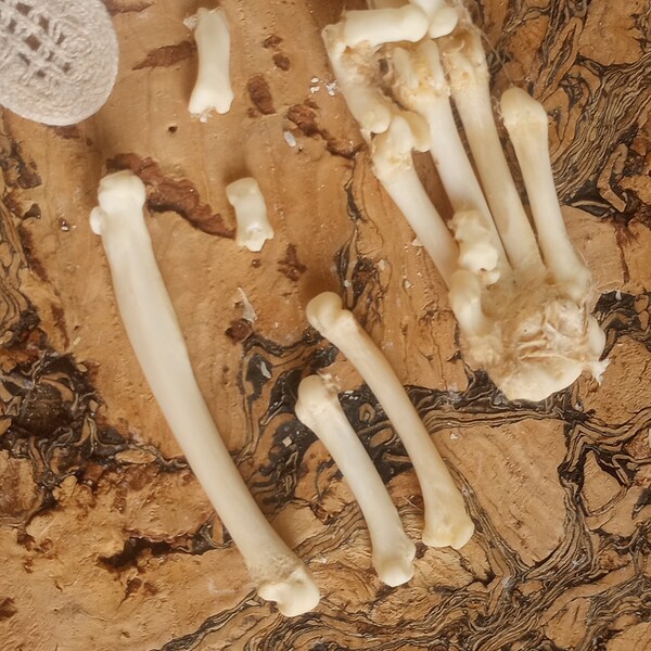Articulated Animal Bones - Etsy