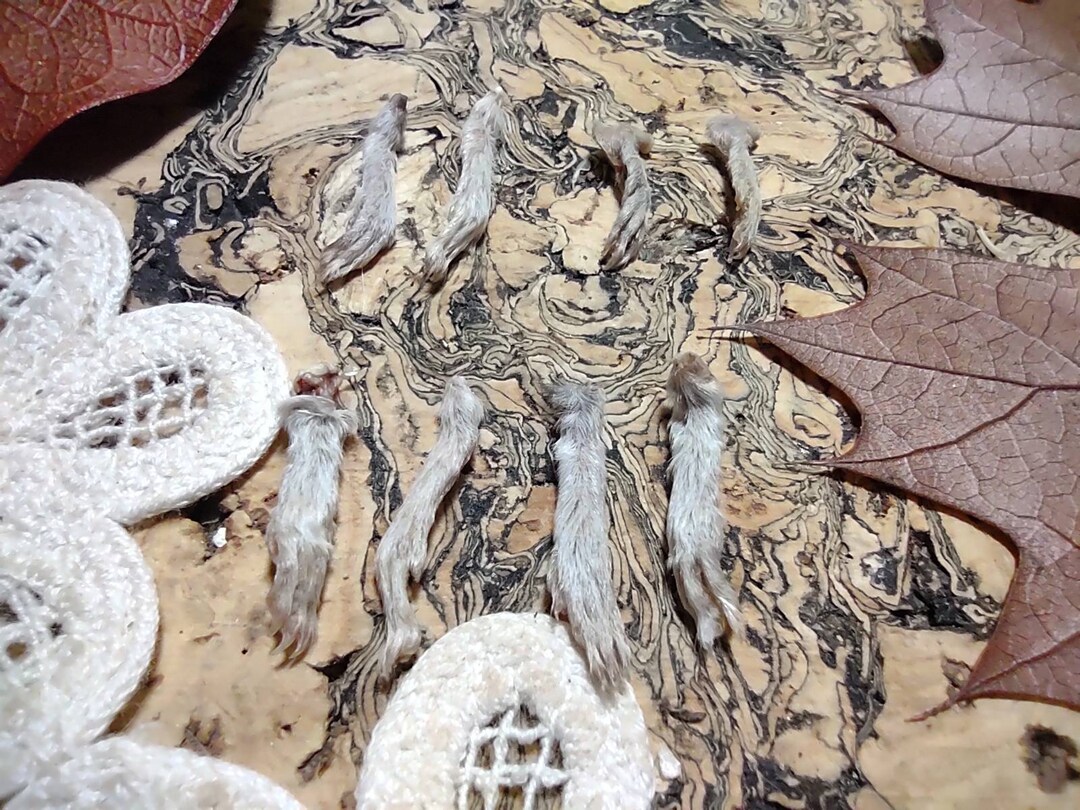 Deathtaxusa • #A33 - Real Mummified Dried Freeze Dried Domestic Rodent ...