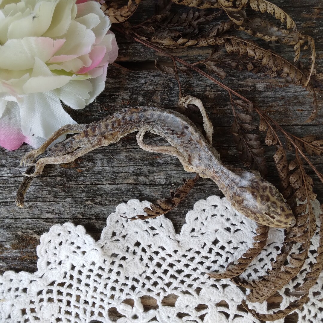 Deathtaxusa 450 Real Animal Mummified Common Leopard Gecko Leo Reptile ...