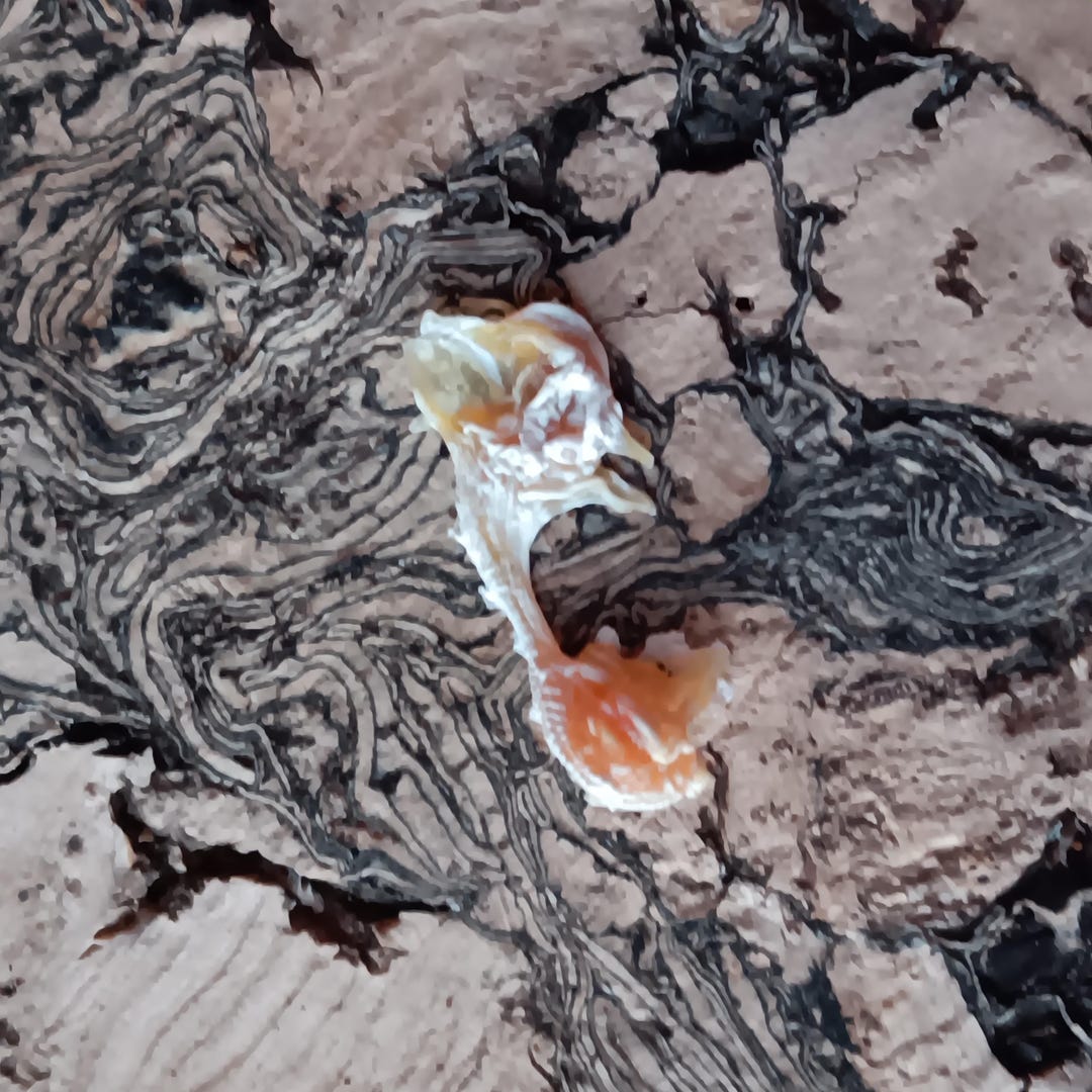 Deathtaxusa 3226 Real Animal Mummified Dried Domestic Chicken Embryo ...