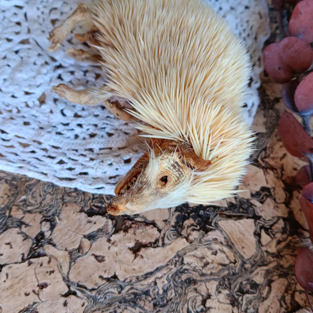 Deathtaxusa • #14 - Real Mummified Dried Domestic Pygmy Hedgehog ...