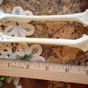Deathtaxusa 1943 Real Animal Domestic Chicken Skeletal Bone Lot ...