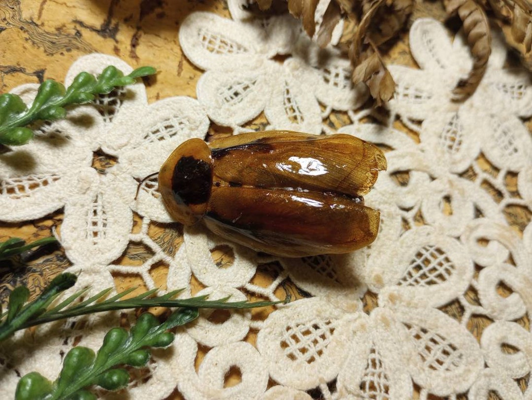 Deathtaxusa 1715 Real Animal Mummified Feeder Exotic Roach Cockroach ...
