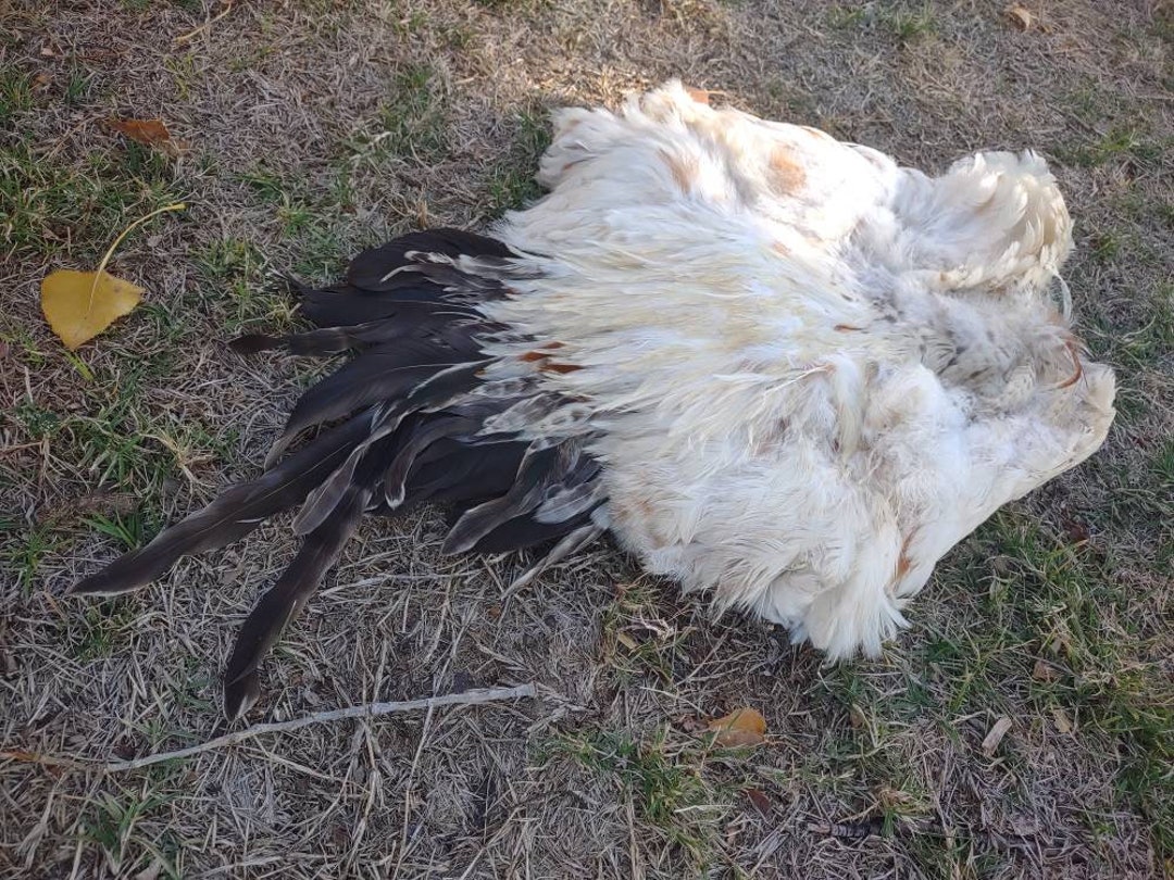 Deathtaxusa 10 Real Animal Poultry Chicken Rooster Body Feathers Pelt ...
