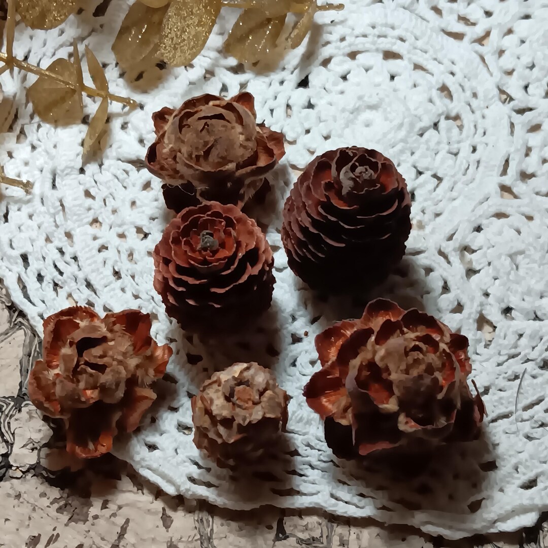 Deathtaxusa • #3447 - Real Miniature Mini Pinecones Pine Cones Lot ...
