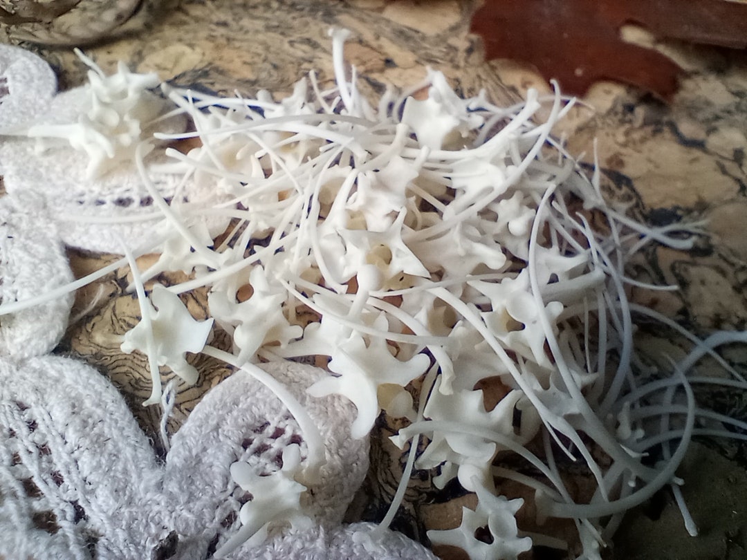 Deathtaxusa • #1 - YOU PICK! Real Animal Snake Vertebrae OR Rib Bones ...