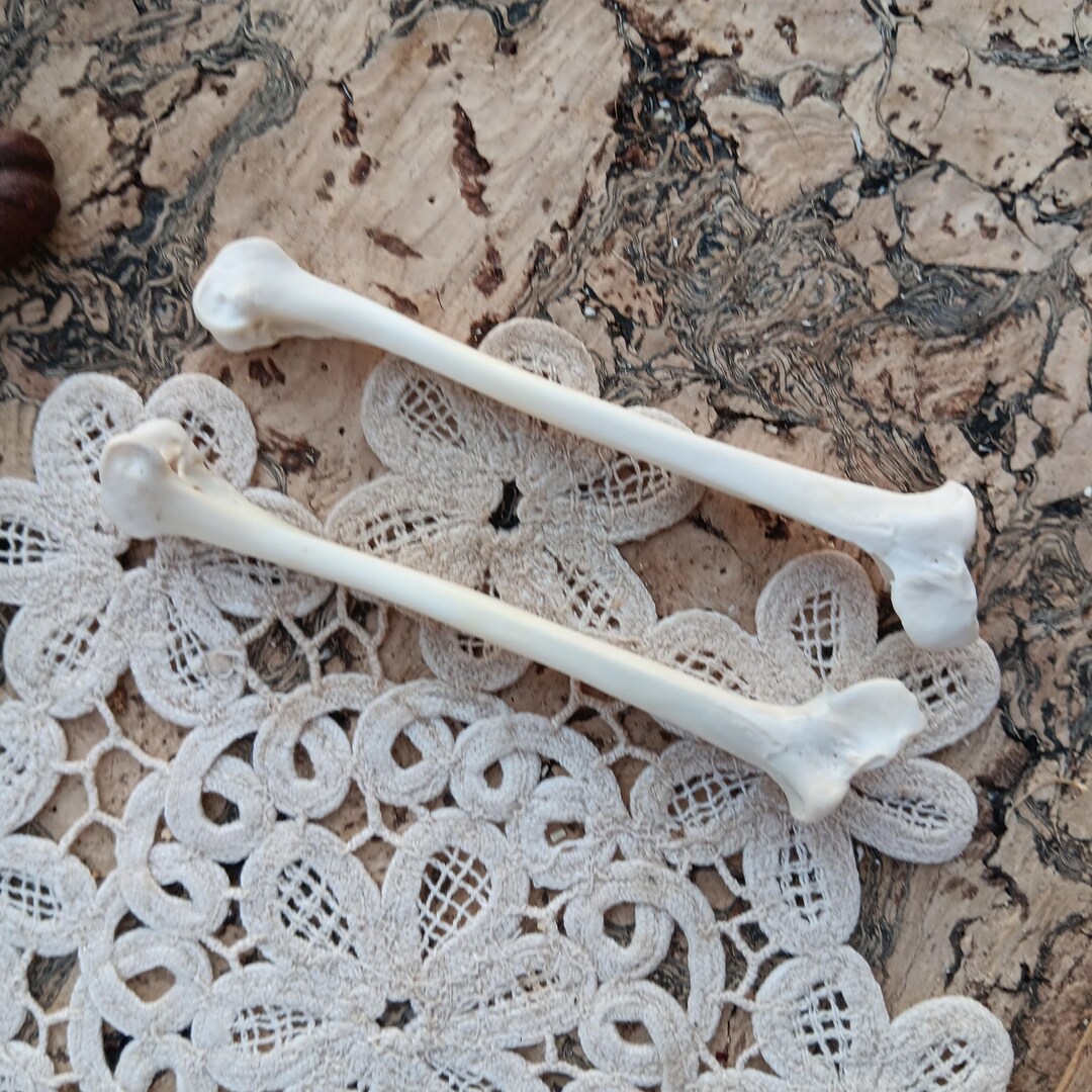 Deathtaxusa • #3149 - Real Domestic Duck Bone Lot | Waterfowl Poultry ...
