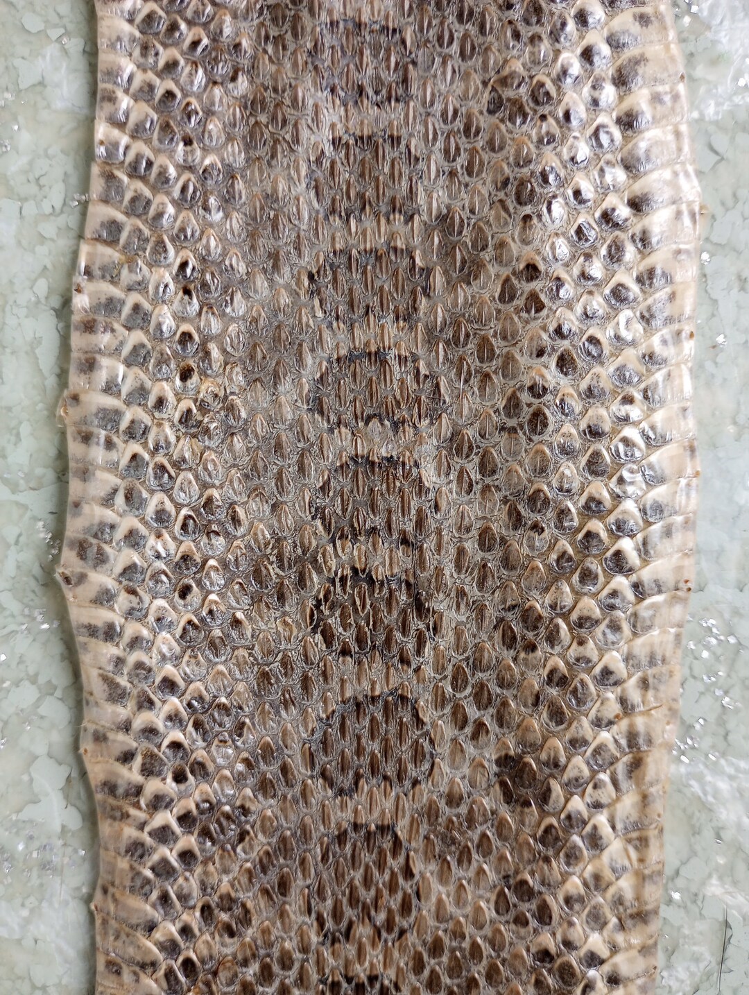 Deathtaxusa 1 25 Real Rattlesnake Rattler Snake Dried Pelt Skin Serpent ...