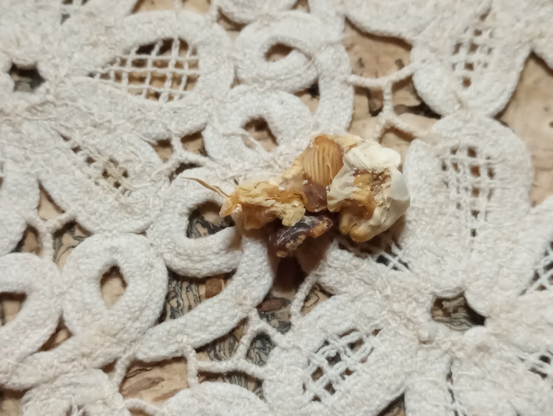 Deathtaxusa • #2673 - Real Mummified Dried Baby Domestic Rat Rodent Pup ...