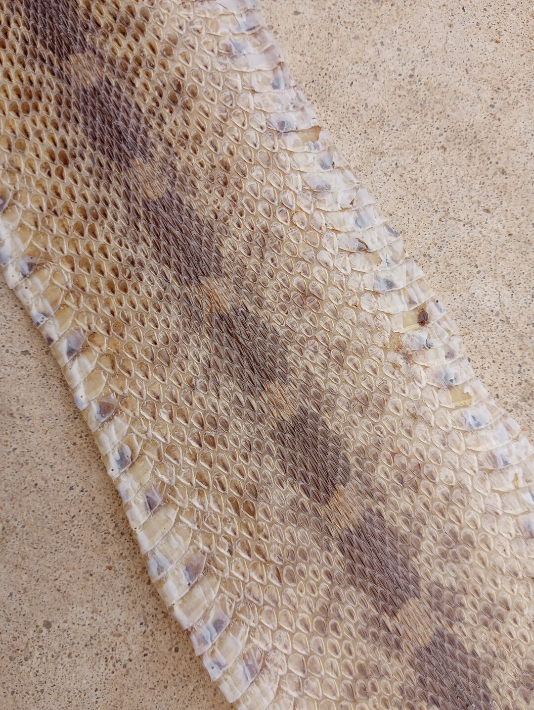 Deathtaxusa 2 55 Real Bullsnake Bull Snake Dried Pelt Skin Serpent ...