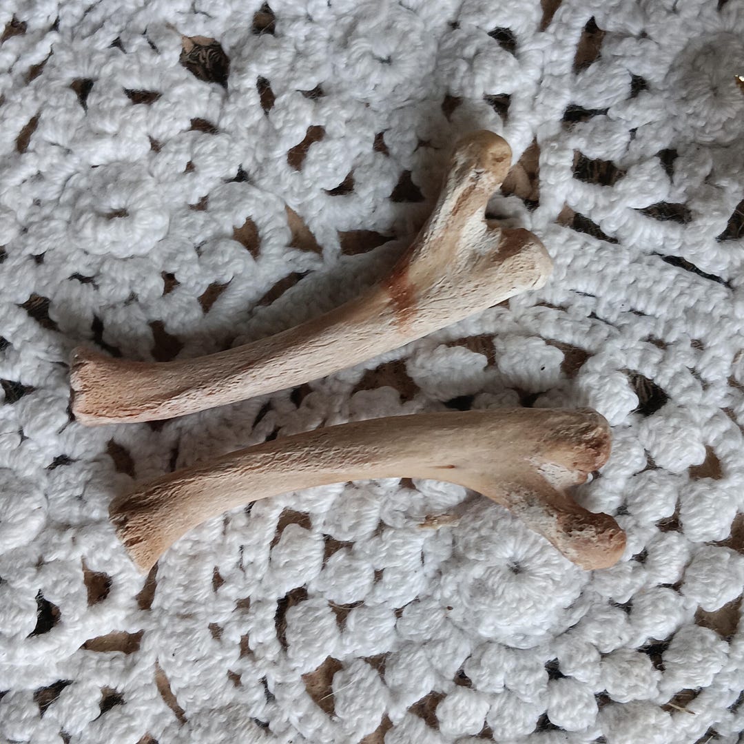 Deathtaxusa • #3543 - Real Animal Pathological Rib Ribs Bone Pair Set ...