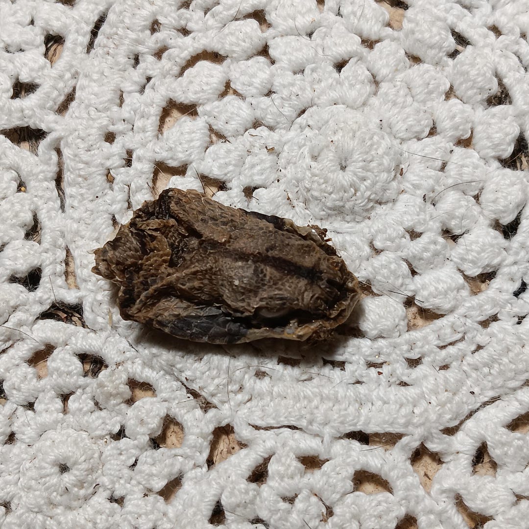 Deathtaxusa 3662 Real Animal Mummified Gaboon Viper Baby Snake Head ...