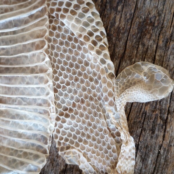 Copperhead Snake Skin - Etsy