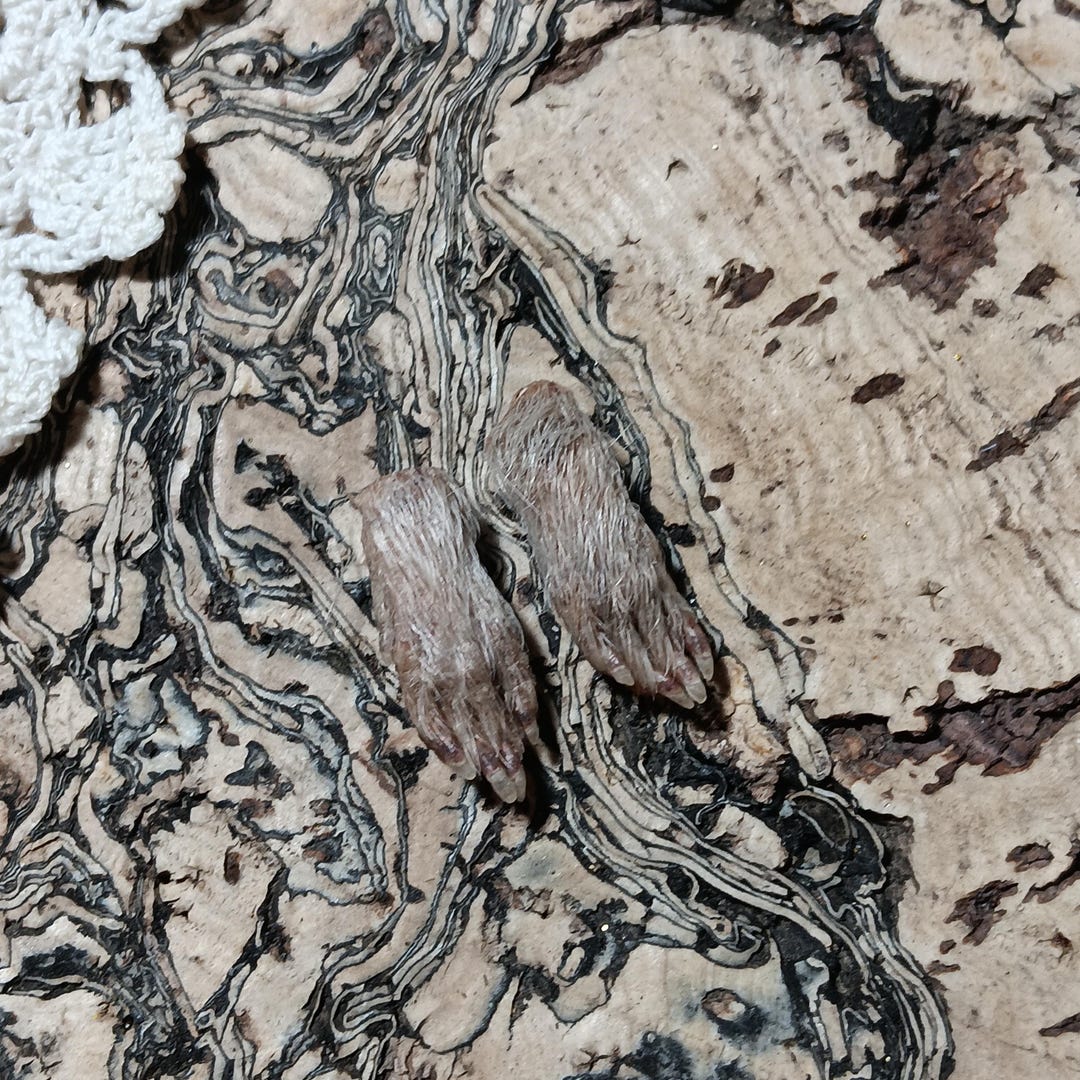 Deathtaxusa • #3717 - Real Animal Mummified Domestic Hedgehog Feet Paws ...