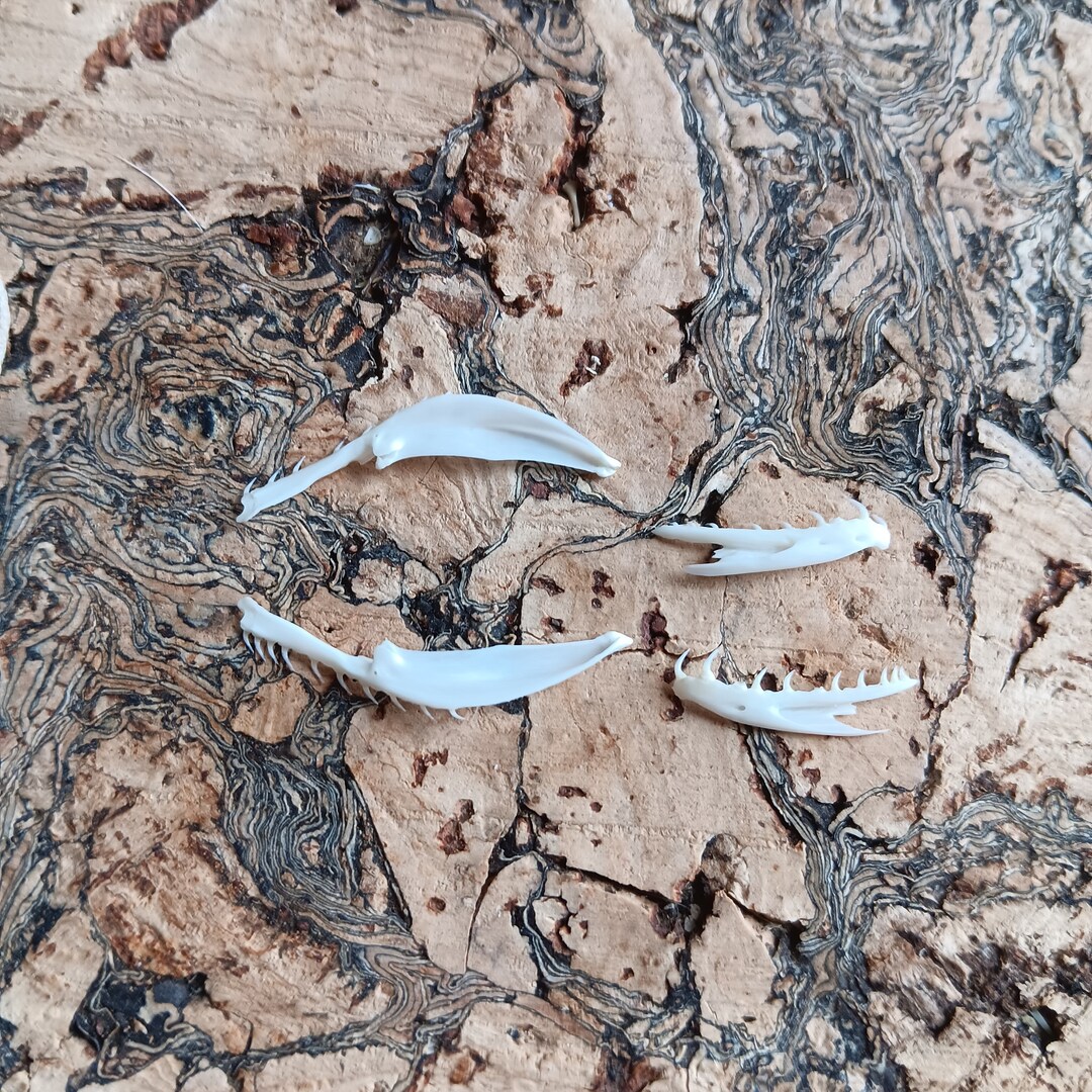 Deathtaxusa • #2977 - Real Cottonmouth Snake Mandible Jaws Bones Bone ...