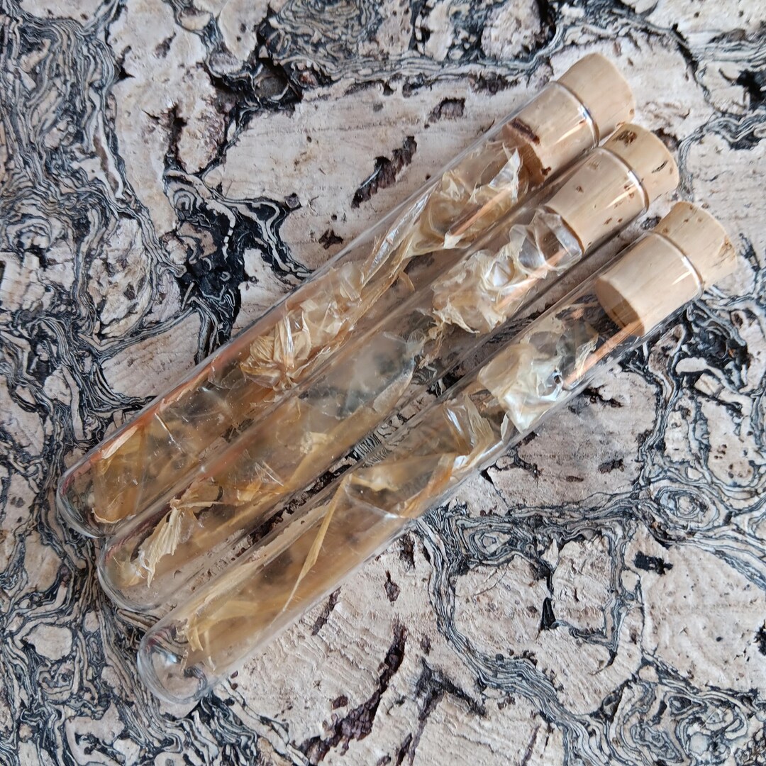 Deathtaxusa Glass Vial Venomous African Gaboon Viper Snake Skin Shed ...