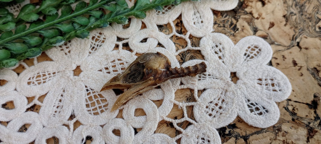 Deathtaxusa • #2022 - Real Animal Domestic Poultry Chicken Poult Chick ...