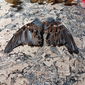 Deathtaxusa 3274 Real Animal Mummified European House Sparrow Wings ...