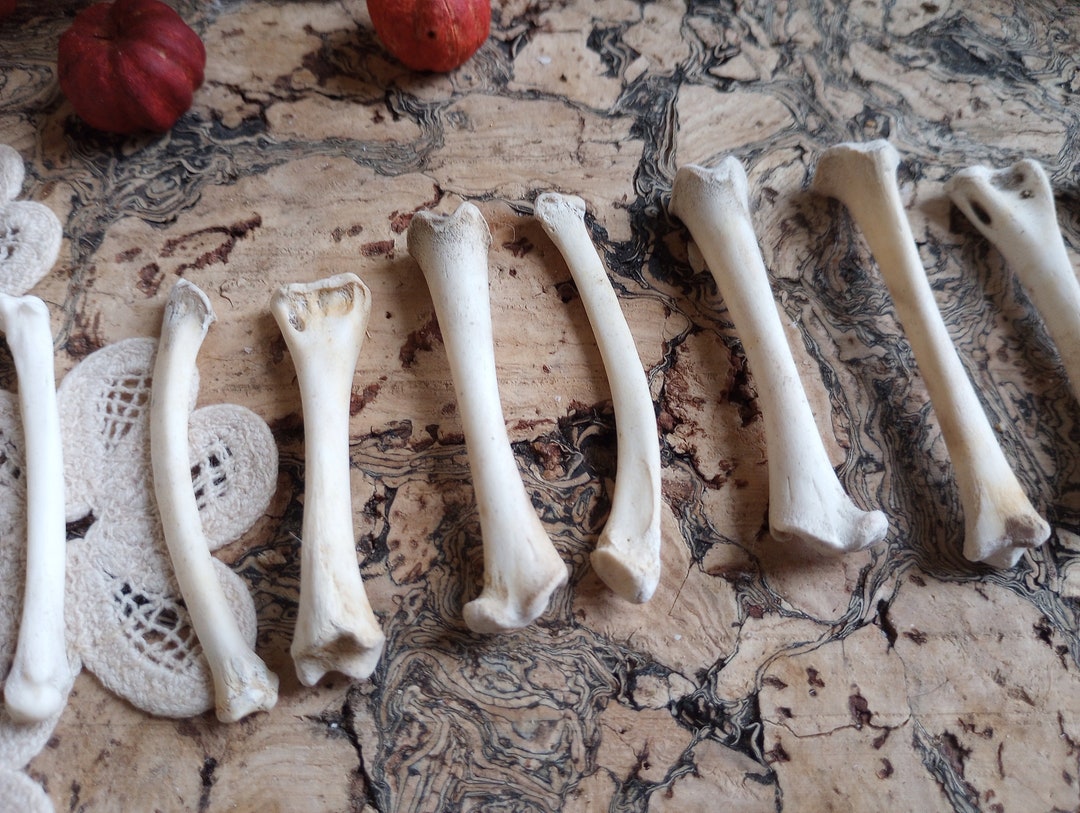 Deathtaxusa • #2560 - Real Animal Mixed Miscellaneous Limb Bone Lot ...