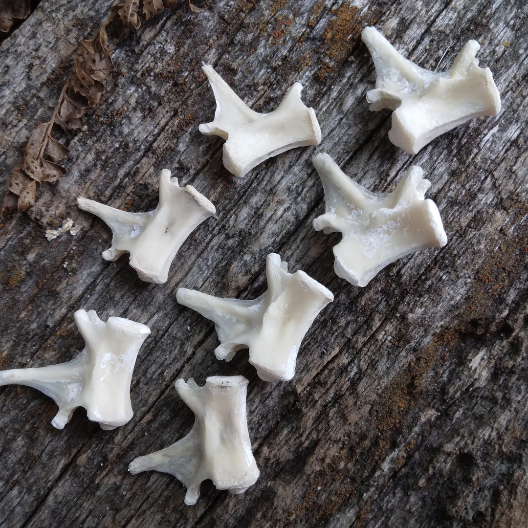 Deathtaxusa • #328 - Real Animal Vertebrae Vertebra Bone Bones | Lizard ...