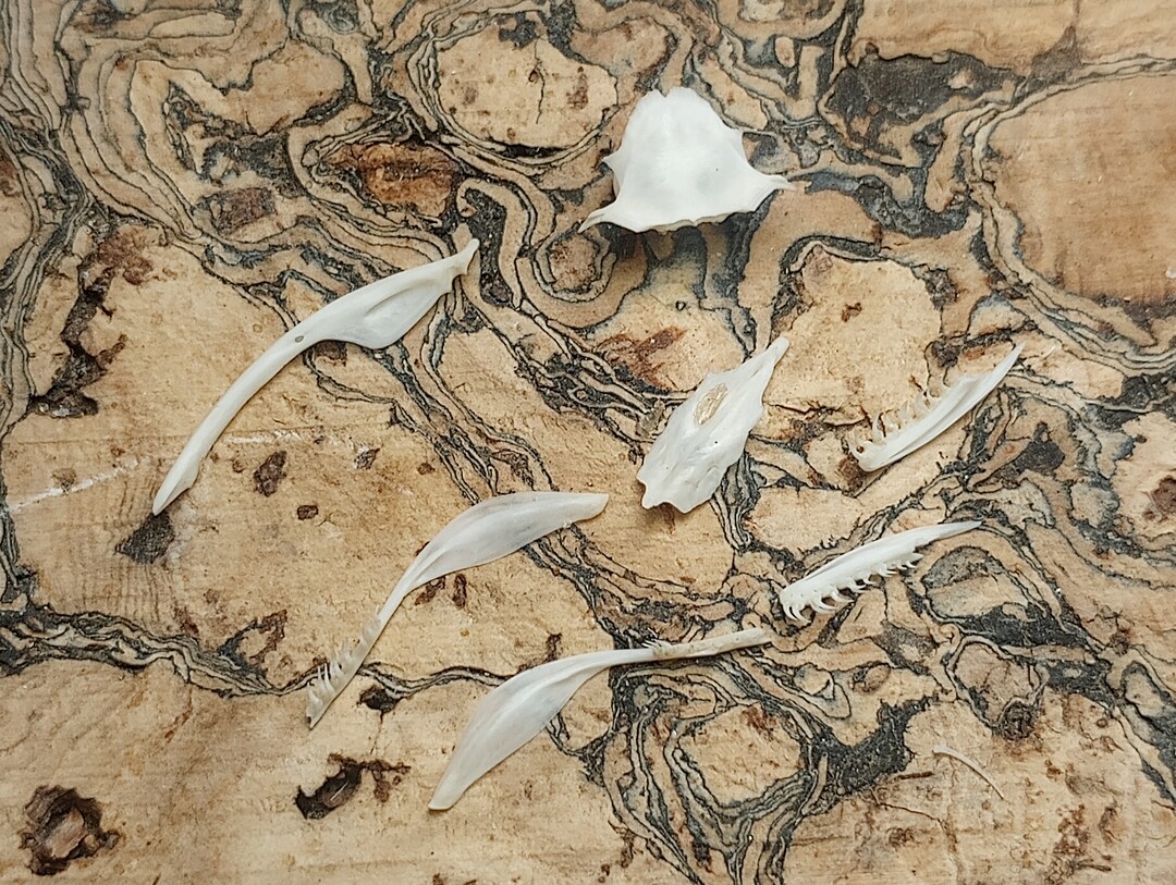 Deathtaxusa 2711 Real Animal Rattlesnake Rattler Snake Skull Mandibles ...