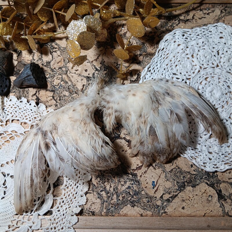 Wing on Poultry - Etsy