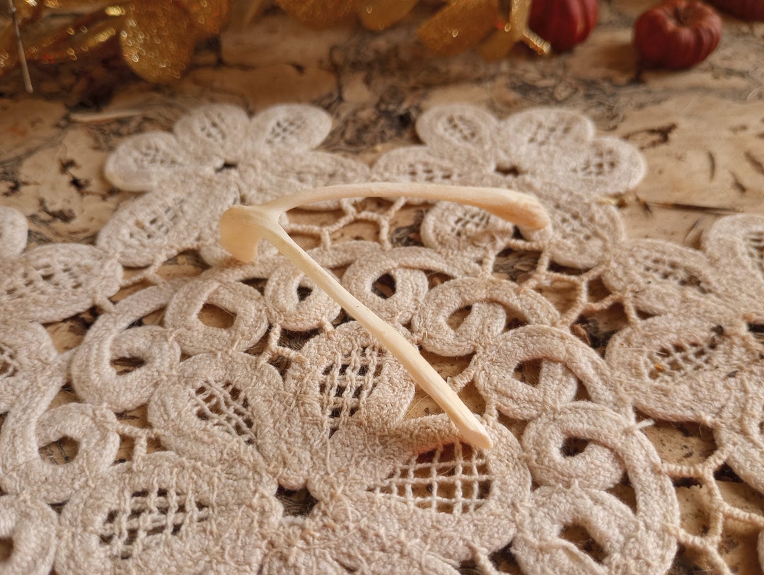 Deathtaxusa 2915 Real Animal Domestic Chick Chicken Wishbone Furcula ...