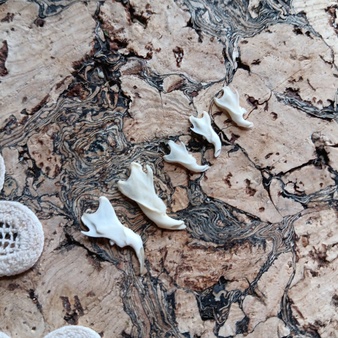 Deathtaxusa • #3011 - Real Animal Domestic African Soft Furred Rat ...