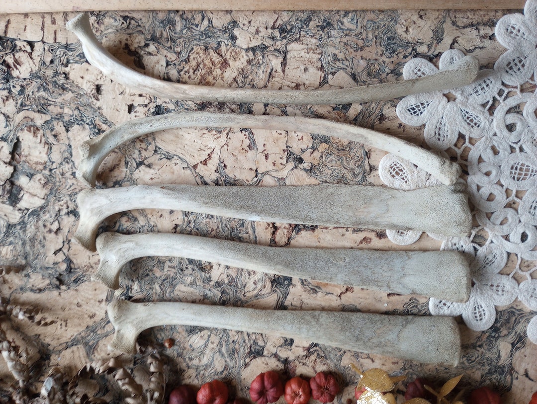 Deathtaxusa • #2794 - Real Mini Animal Horse Donkey Mule Goat Bones Lot ...