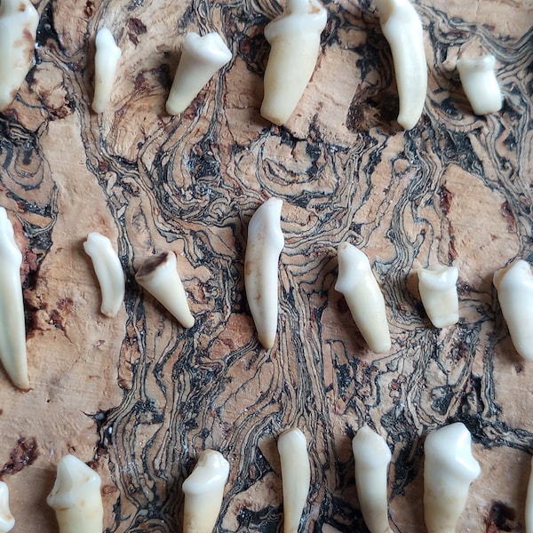 Animal Teeth - Etsy