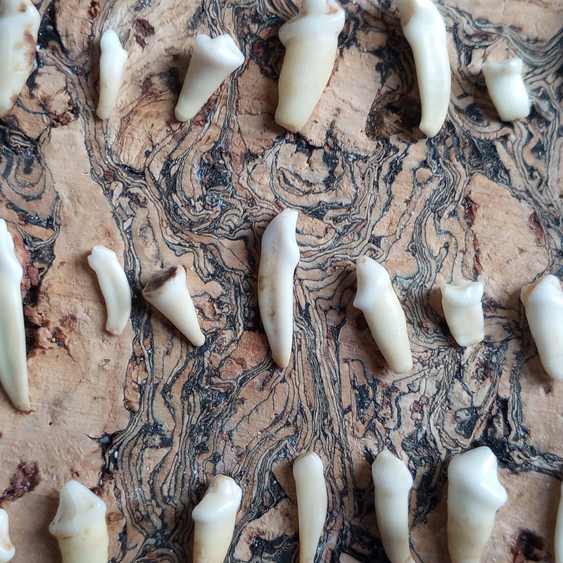 Animal Teeth - Etsy