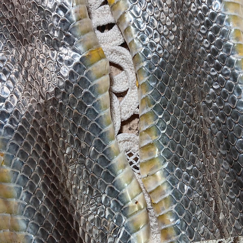 Real Animal Skin - Etsy