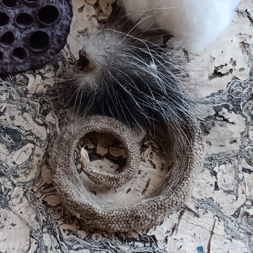 Deathtaxusa • #3895 - Real Mummified Dried Opossum Possum Curled Coiled Tail | Marsupial ...