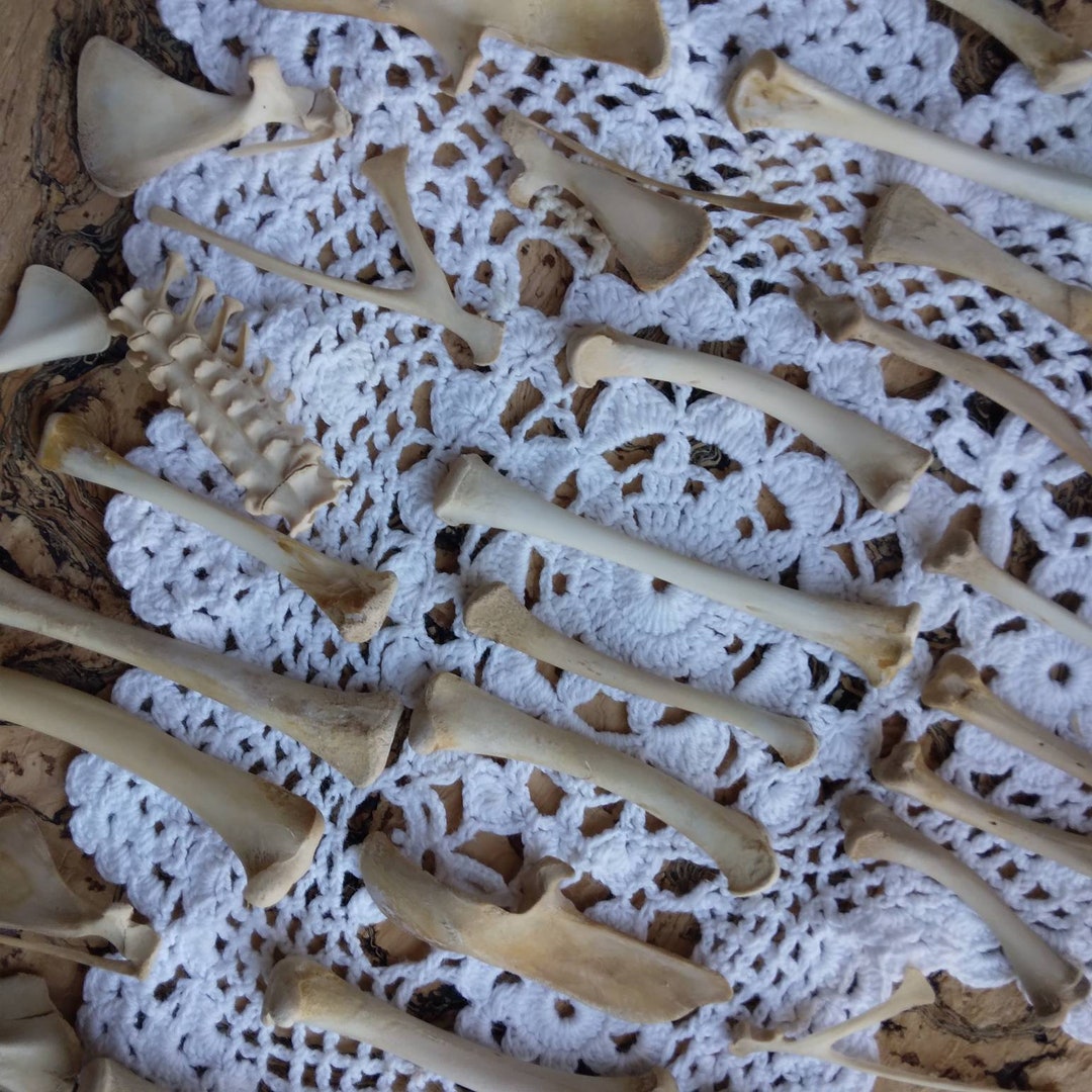 Deathtaxusa • #1025 - Real Animal Domestic Chicken Skeletal Bone Lot ...