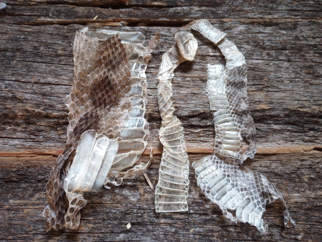 Deathtaxusa 2539 Sampler Real Animal Rattlesnake Rattler Snake Skin ...