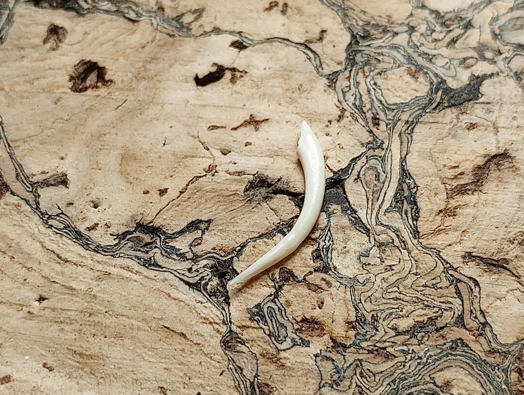 Deathtaxusa 2706 Real Snake African Gaboon Viper Fang Bone Bitis ...