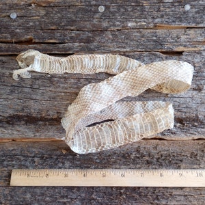 Deathtaxusa • #14 - 30" Venomous Trans Pecos Copperhead Skin Shed Molt ...