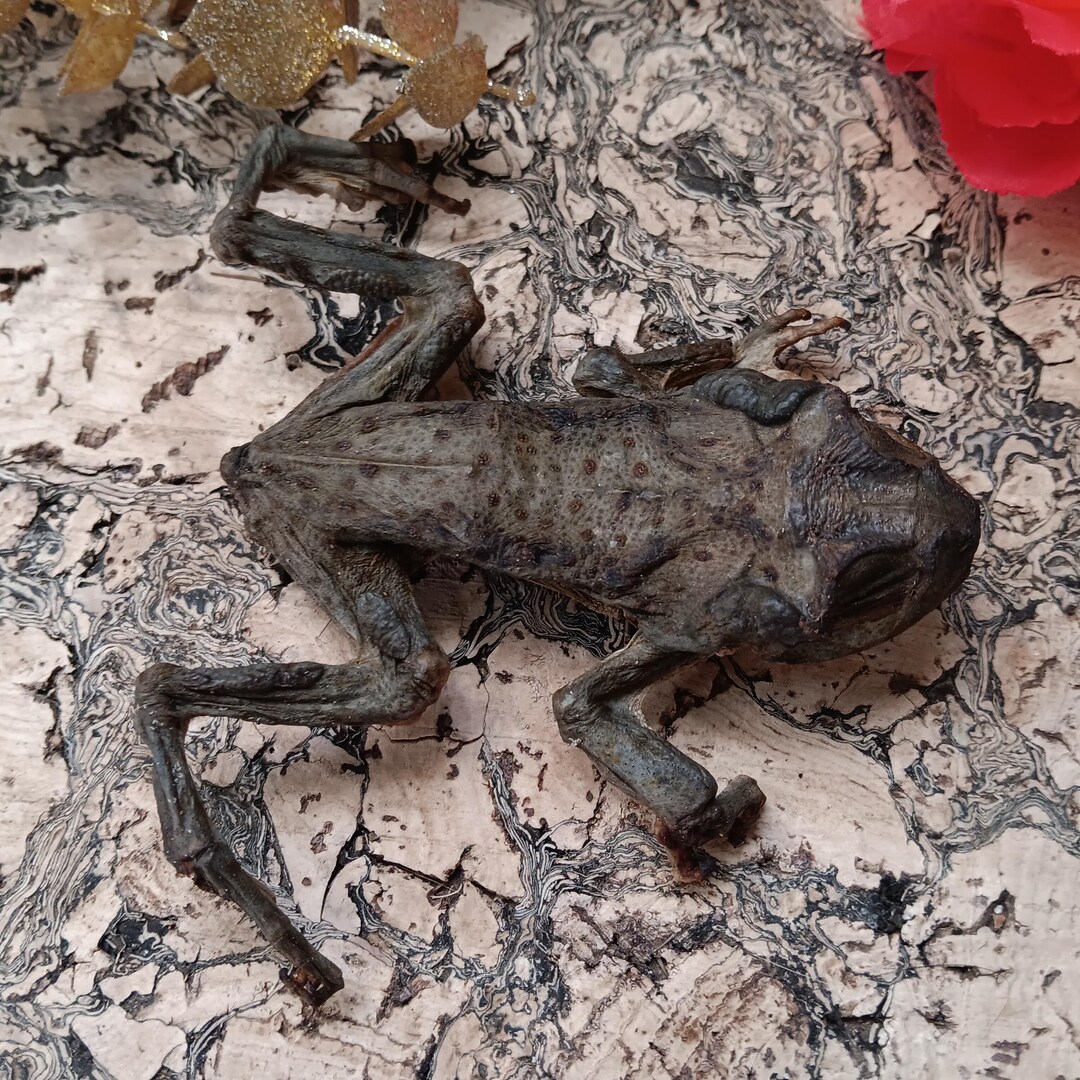 Deathtaxusa 3250 Real Animal Mummified Dried Toad Reptile Frog ...