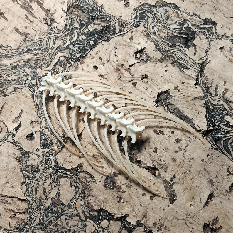 Deathtaxusa • #4141 - Real Snake Articulated Spinal Column Vertebrae ...