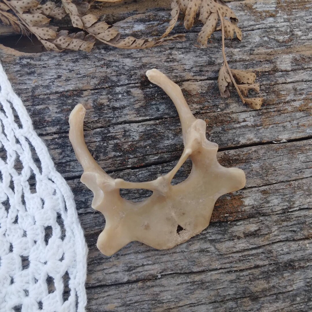 Deathtaxusa 733 Real Animal Reptile Pelvis Pelvic Girdle Nature Cleaned ...