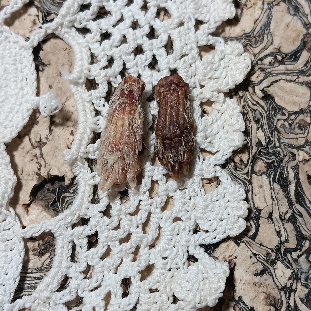 Deathtaxusa • #3732 - Real Animal Mummified Domestic Hedgehog Feet Paws ...