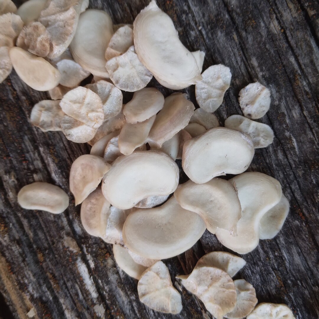 Deathtaxusa • #569 - Real Raccoon Vertebrae Disc Bone Set | Vertebra ...
