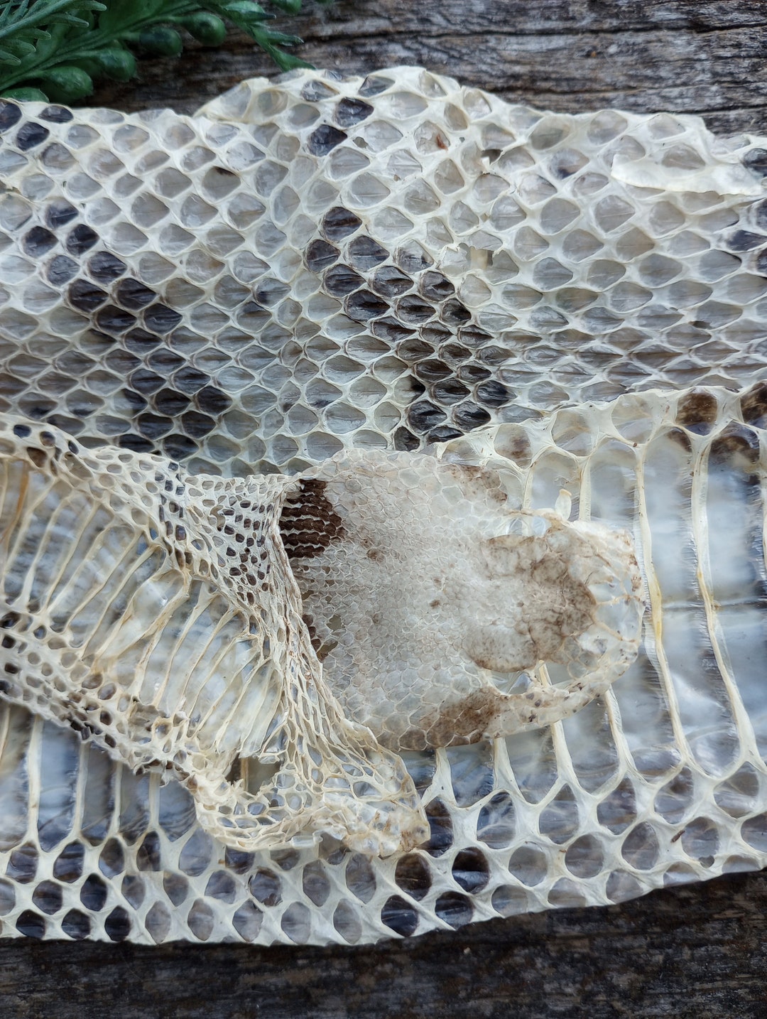 Deathtaxusa 85 51 Venomous Timber Rattlesnake Rattler Serpent Skin Shed ...