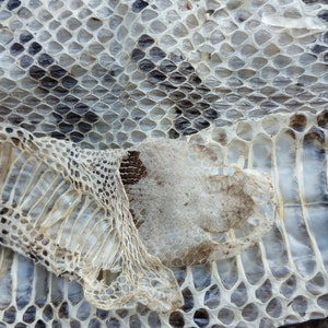 Deathtaxusa 85 51 Venomous Timber Rattlesnake Rattler Serpent Skin Shed ...
