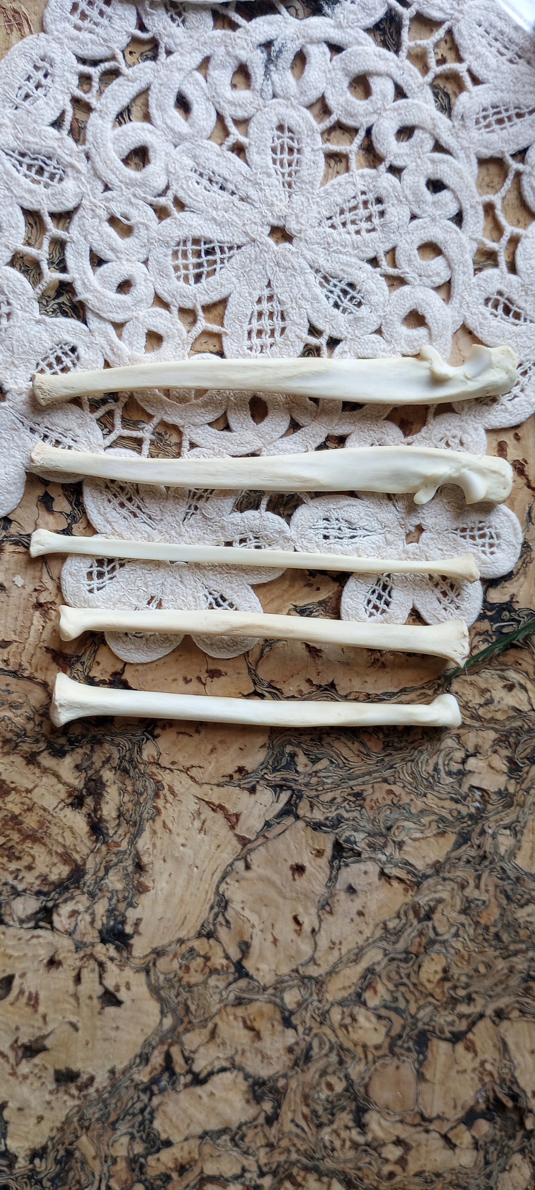 Deathtaxusa 2048 Real Animal Limb Limbs Leg Legs Skeletal Skeleton Set ...